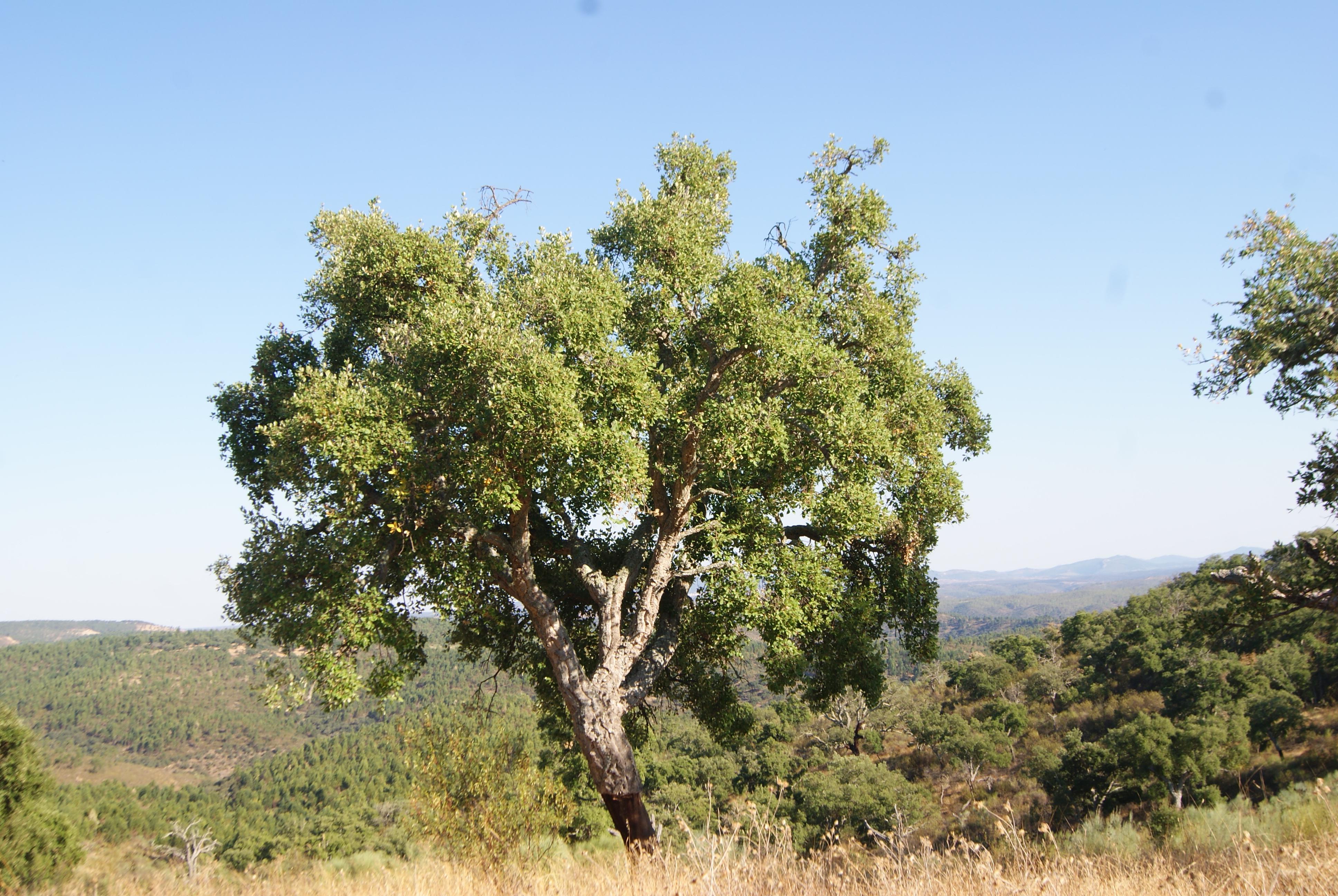 Le chêne-liège, un arbre généreux | Forest Time