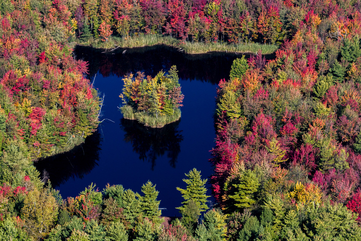 Canada, ultimate forest country | Forest Time