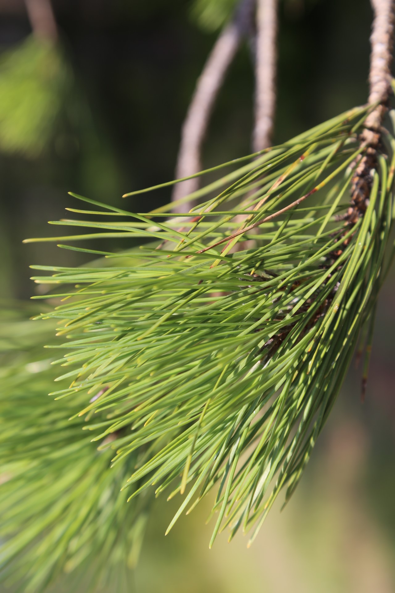 Pin Laricio | Forest Time