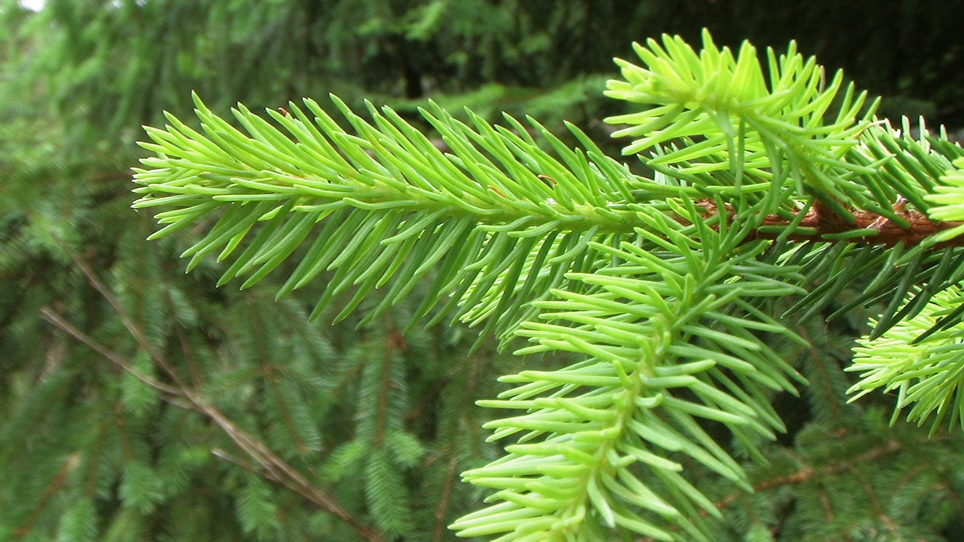 Epicéa | Forest Time