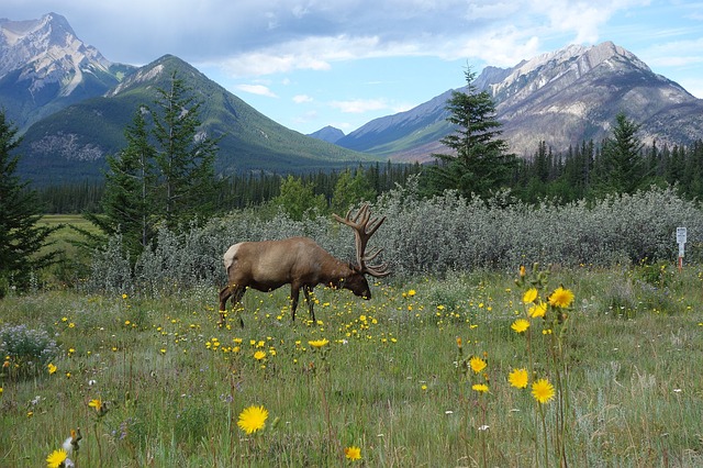 La Forêt Boréale, le type forestier le plus étendu au Québec | Forest Time