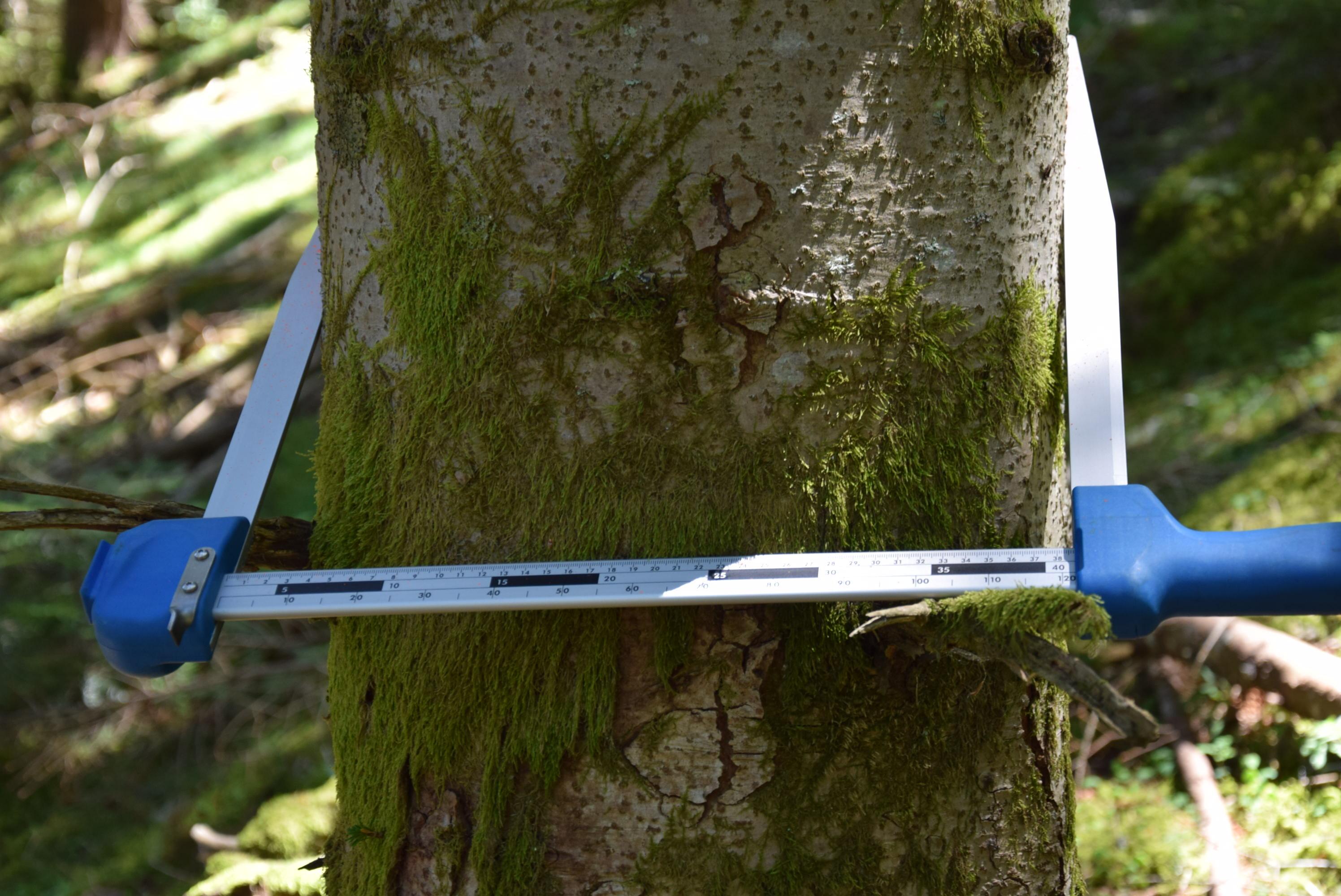 Le lexique du Petit Forestier - 3 | Forest Time