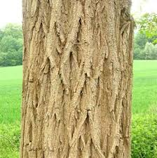 Robinier Faux-Acacia | Forest Time