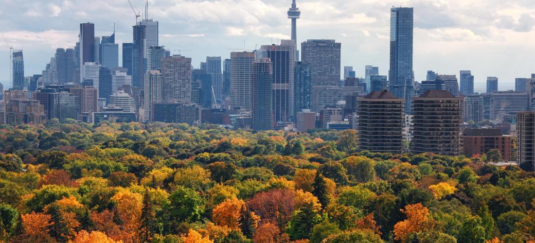 The Carolinian forest: highly-prized woodland | Forest Time