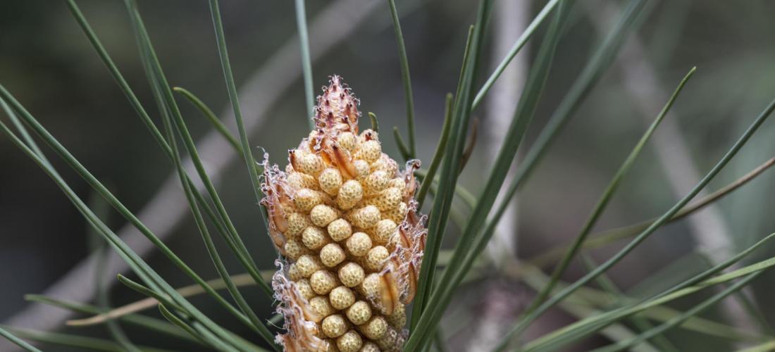 Pin Maritime | Forest Time