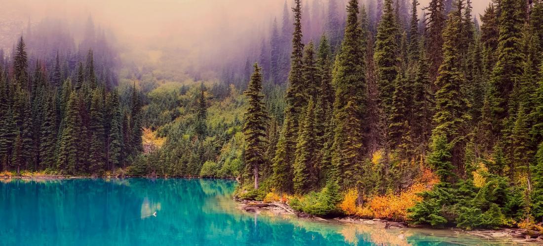 The Boreal forest, the most extensive type of forest in Quebec ...