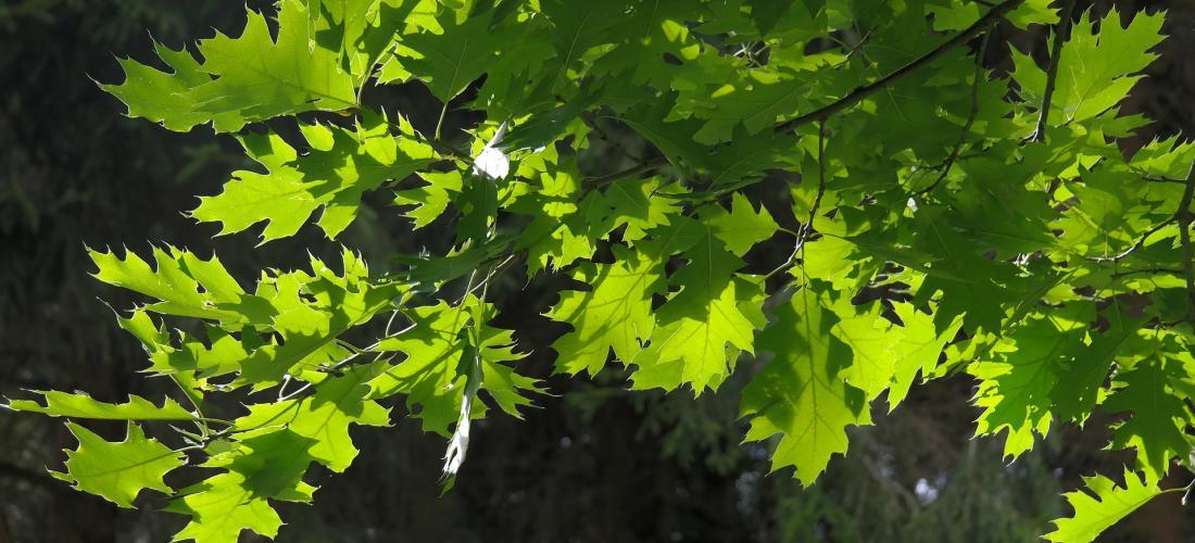 Chêne Rouge d'Amérique | Forest Time