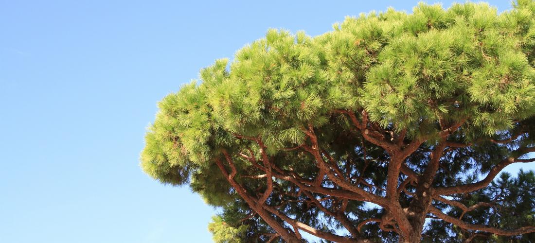 Le pignon du pin parasol | Forest Time