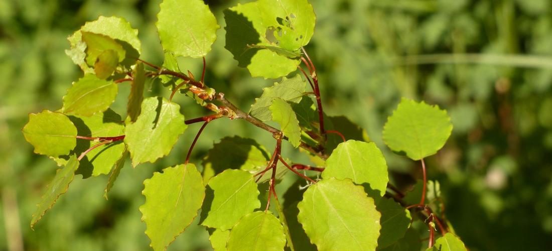 Tremble | Forest Time