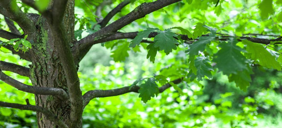 10 Aube - Des forêts accessibles et qualitatives | Forest Time