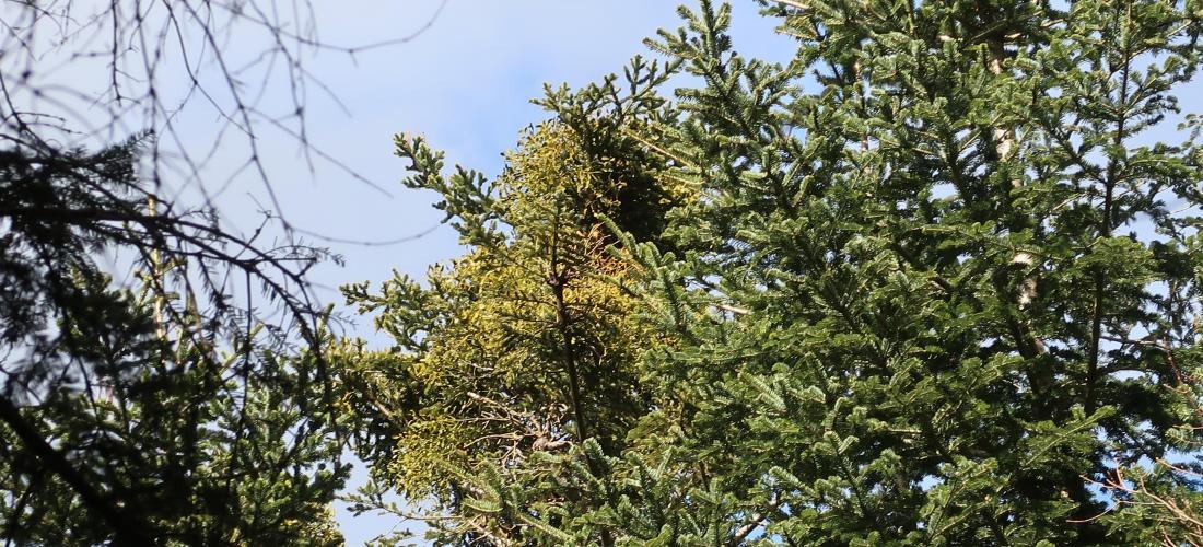 Les essences résistantes qui intéresseront l'industrie du bois | Forest ...