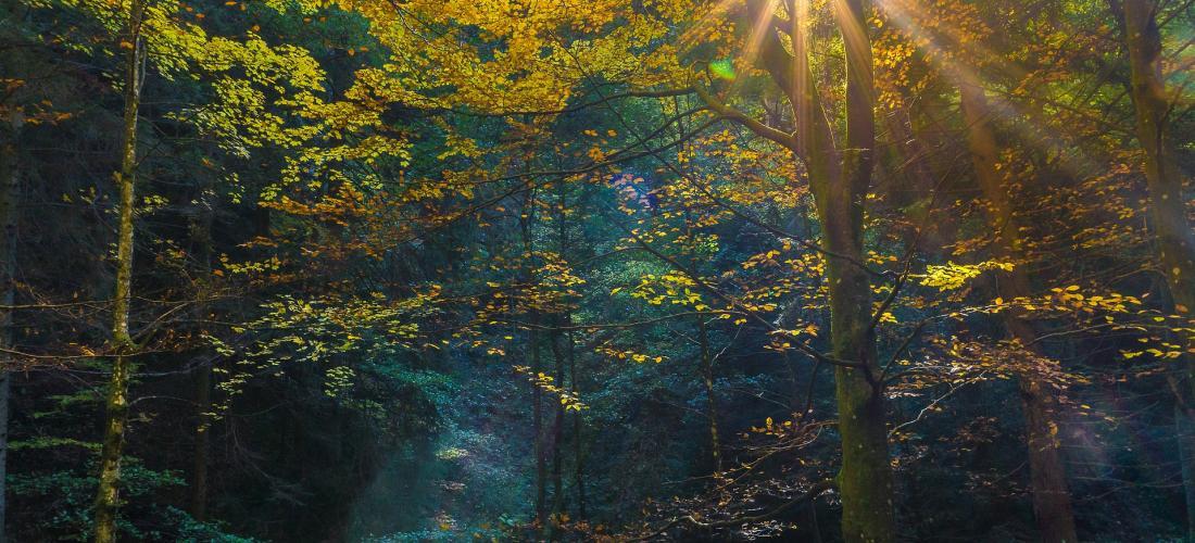 La forêt, l’or vert | Forest Time
