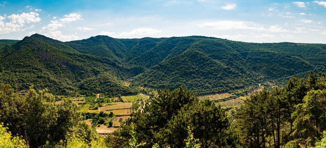 History of the French forest | Forest Time