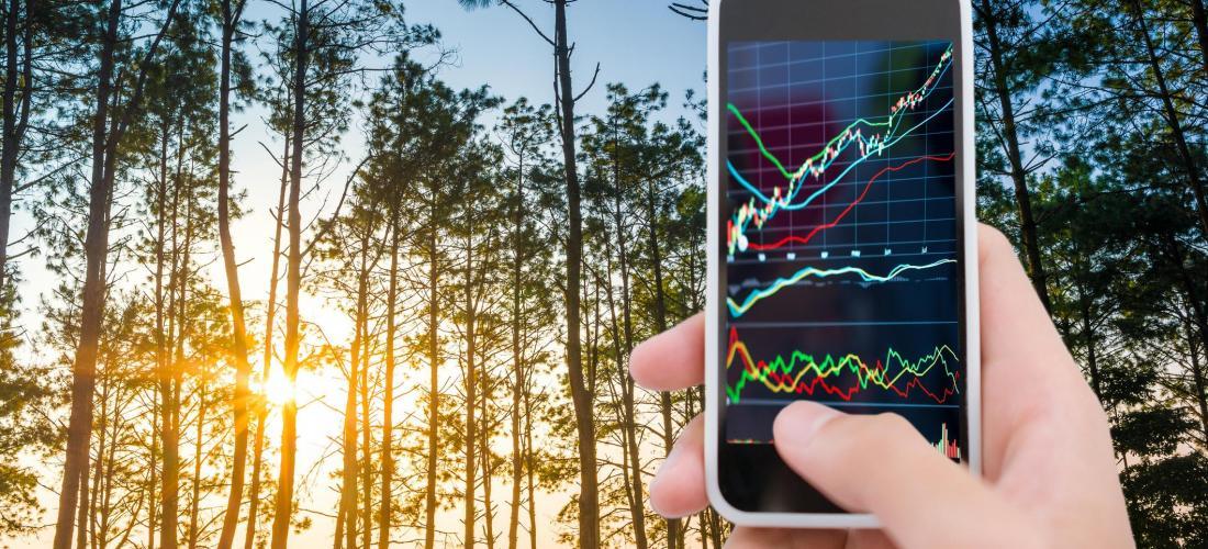 Your forest investment | Forest Time