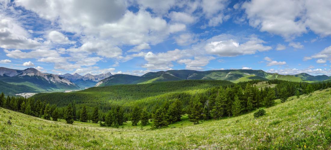 La Forêt Subalpine Canadienne : Productive et attractive | Forest Time