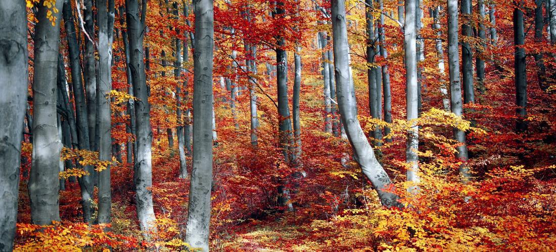 Les saisons en forêt | Forest Time