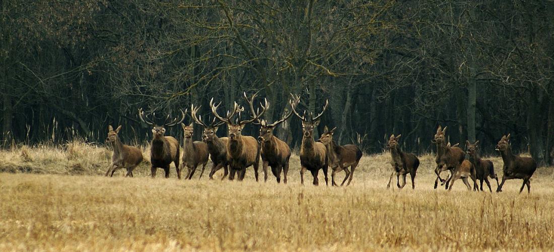 Hunting Enclosures and Grounds | Forest Time