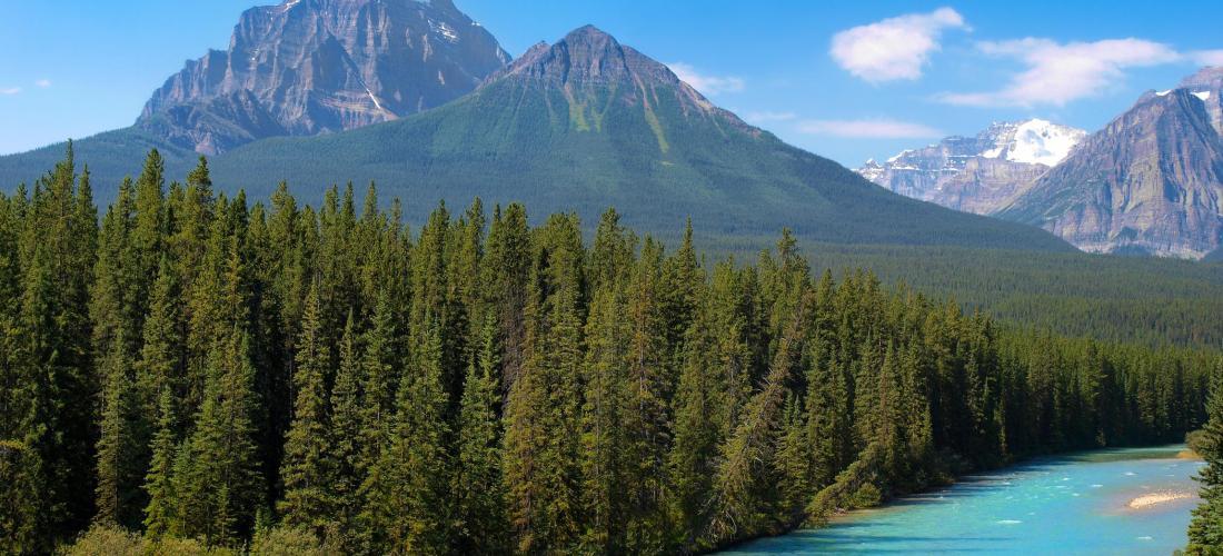 Productive forest in Columbia | Forest Time