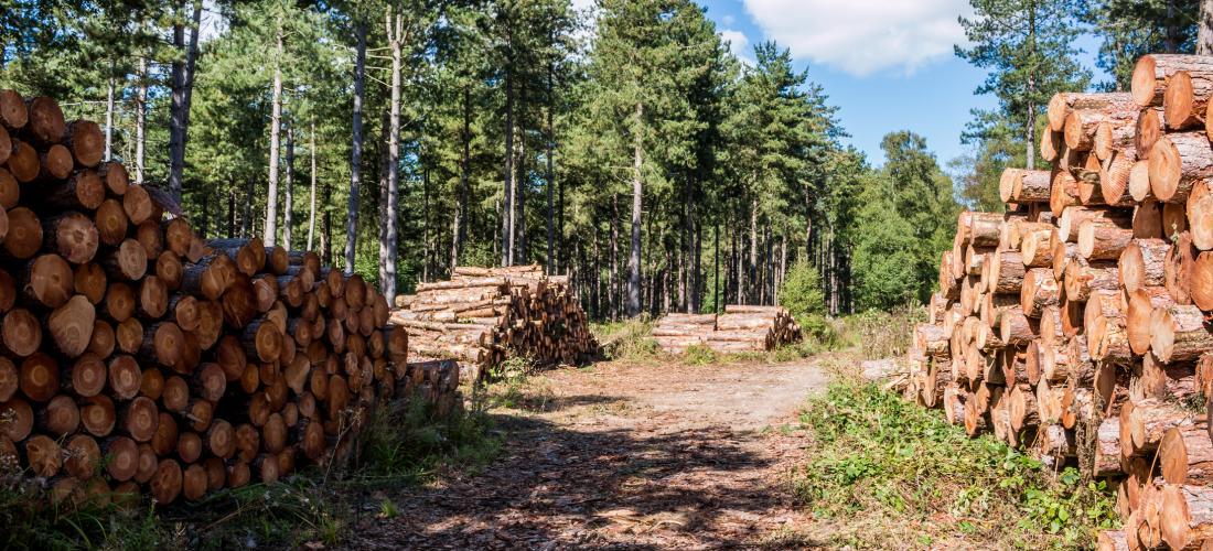 Wood sales from private forests | Forest Time