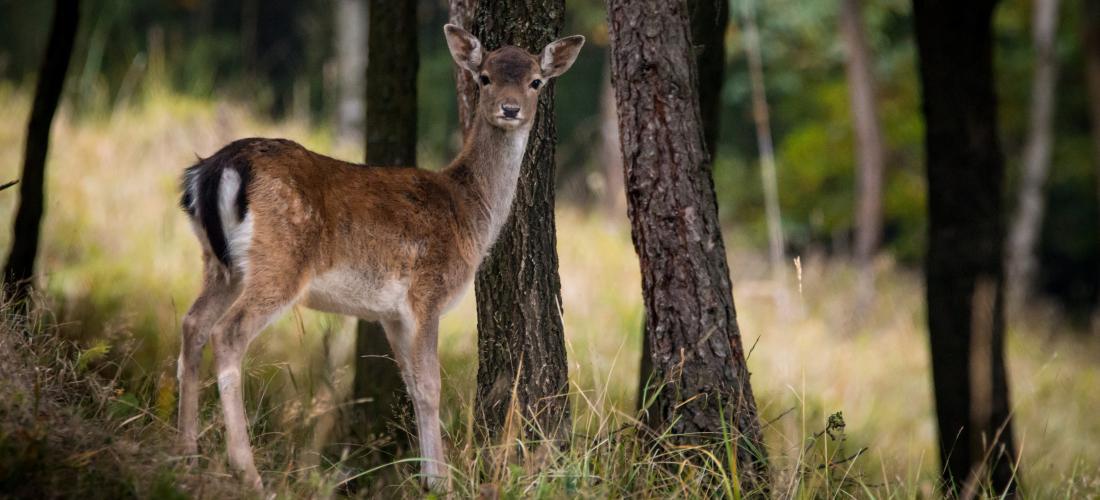 03 Allier - Des forêts parmi les plus belles de France | Forest Time
