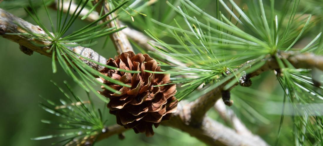 Mélèze | Forest Time