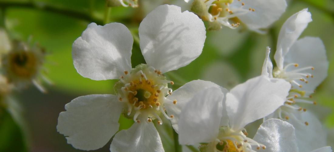 Merisier | Forest Time