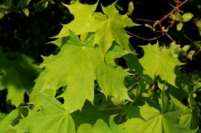 Erable | Forest Time