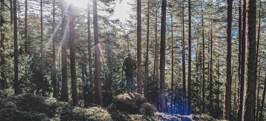 Managing your forest | Forest Time