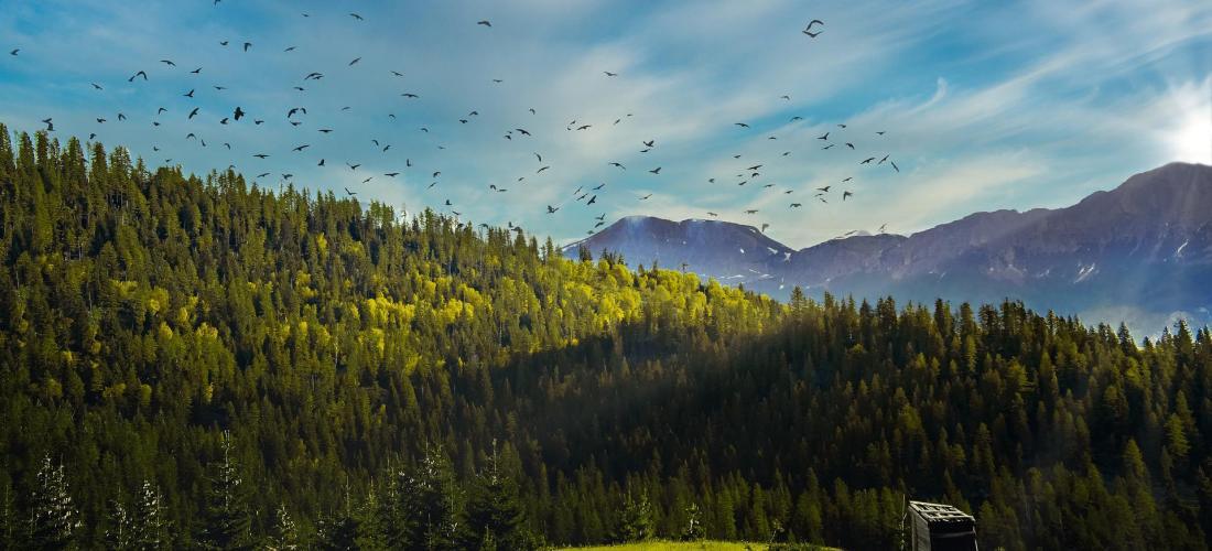 La migration s'observe dans nos forêts! | Forest Time