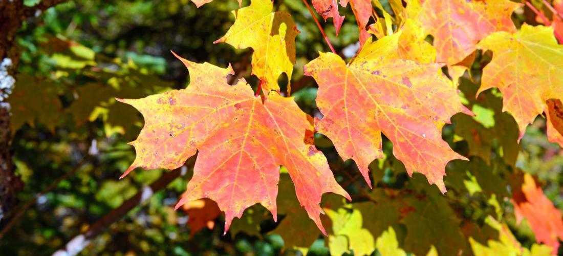 Erable à sucre | Forest Time