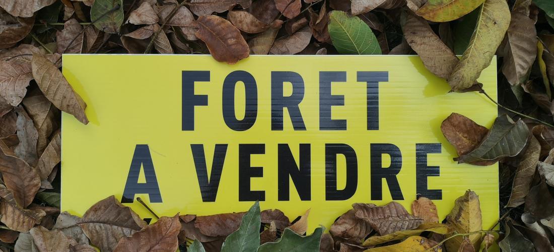 Vendre sa forêt chez Forêt Investissement | Forest Time