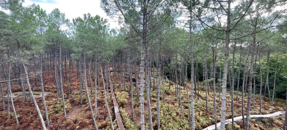 Les Palombières du Sud-Ouest : entre forêt et tradition | Forest Time