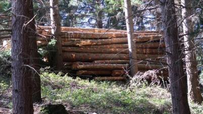 Le cubage pied à pied | Forest Time
