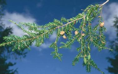 Pruche du Canada | Forest Time