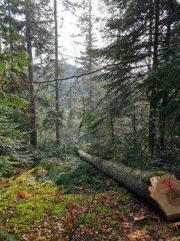 La mécanisation forestière : coupe de bois et engins | Forest Time