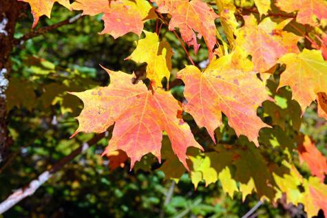 The Carolinian forest: highly-prized woodland | Forest Time