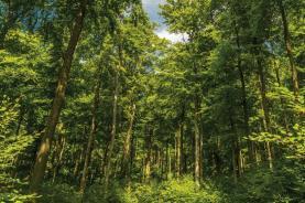 Le Fonds Forestier en Limousin : explications | Forest Time