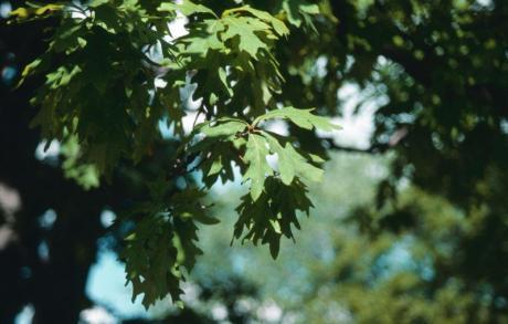 Chêne Blanc | Forest Time
