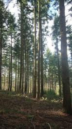 Les méthodes d'inventaire forestier | Forest Time