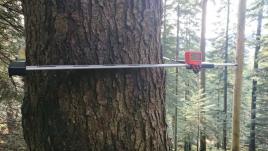 Les méthodes d'inventaire forestier | Forest Time