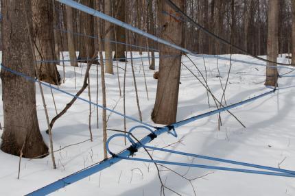 Investir dans la Forêt Acadienne | Forest Time