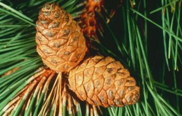 Pin Rouge | Forest Time