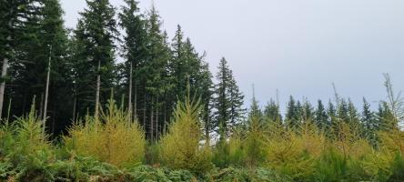 Estimer la valeur d’une forêt | Forest Time