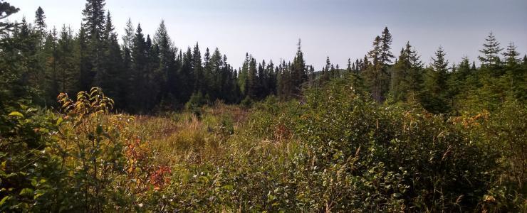 La Forêt Boréale, le type forestier le plus étendu au Québec | Forest Time